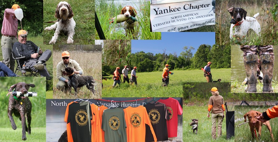 Yankee Chapter of NAVHDA